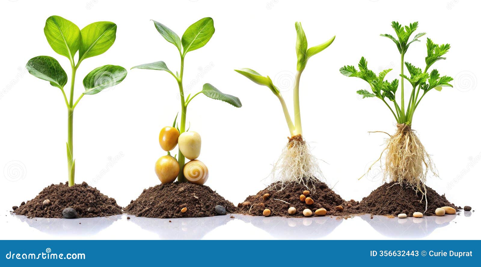 Understanding Seedling Development A Comprehensive Visual Guide To ...