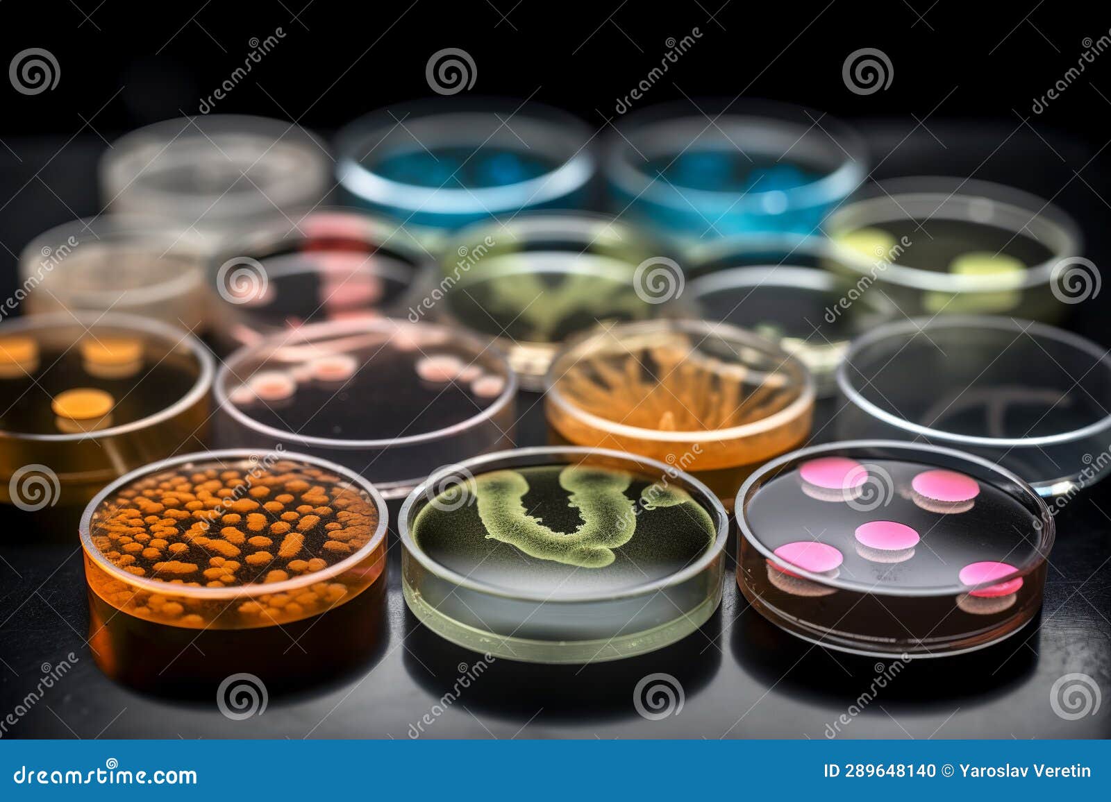 Visualizing the Intricate Growth and Development of Bacterial Colonies ...
