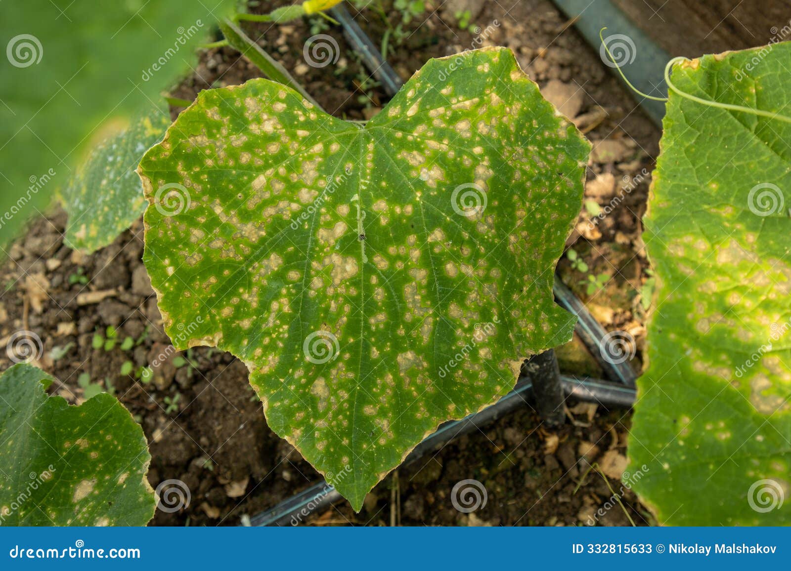 Visuals of Downy Mildew Symptoms on a Cucumber Leaf Stock Image - Image ...