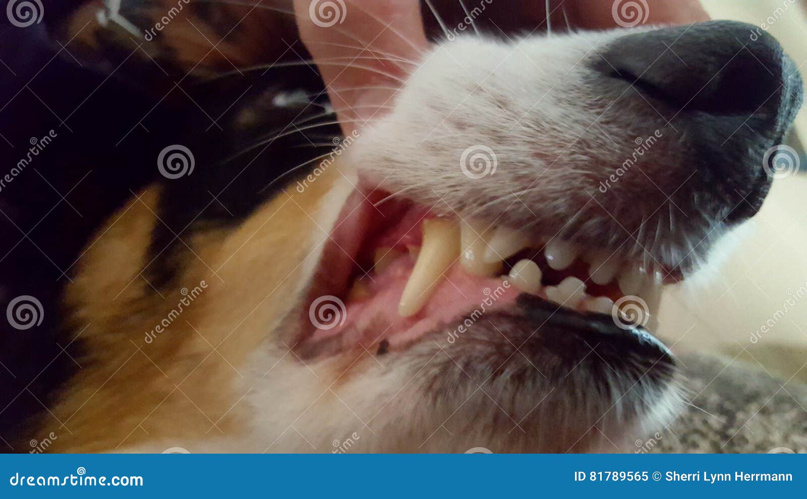 Visuel des dents canines image stock. Image du dents - 81789565