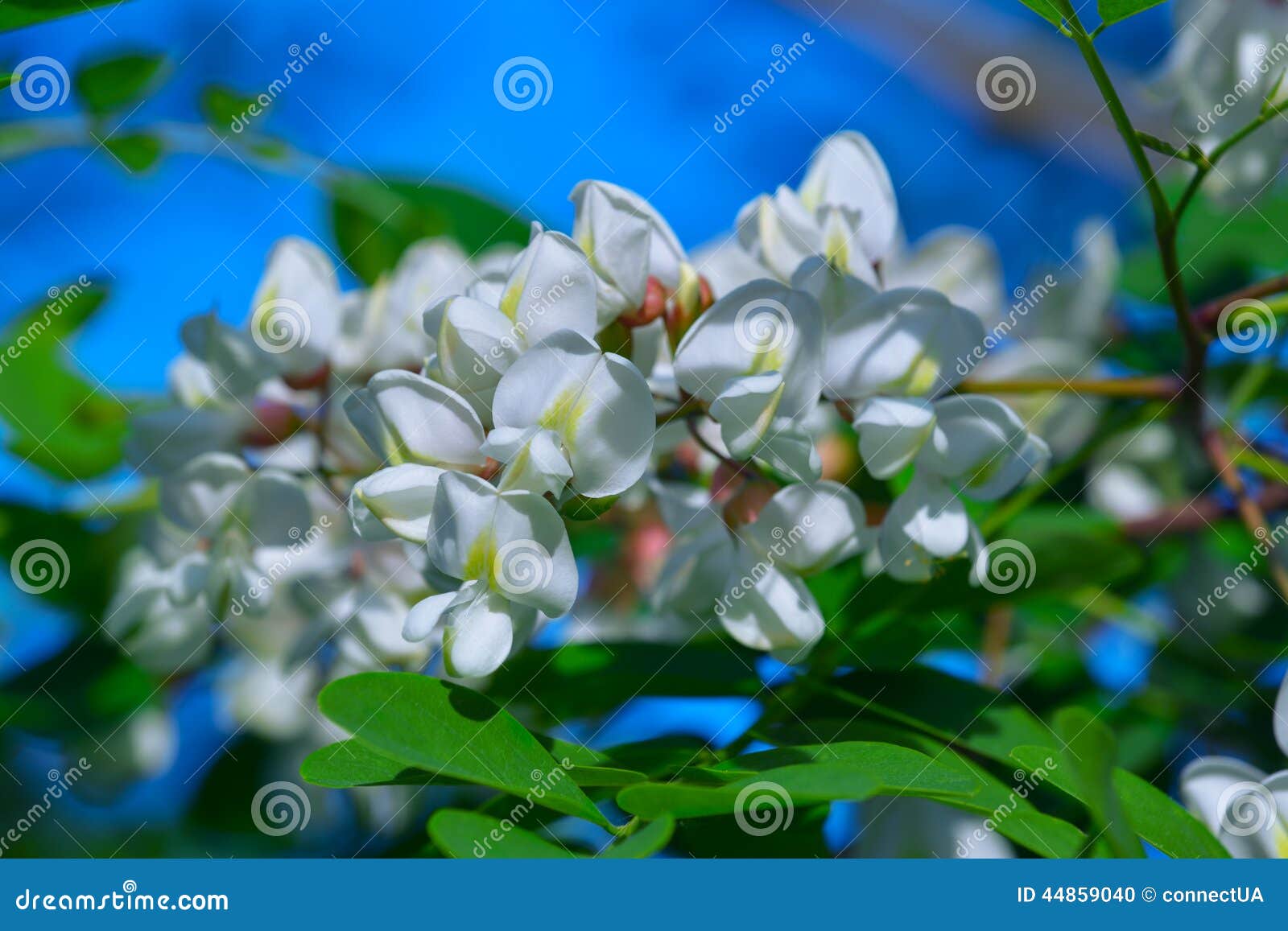 Vit akacia arkivfoto. Bild av bakgrund, växt, ljust, sommar - 44859040