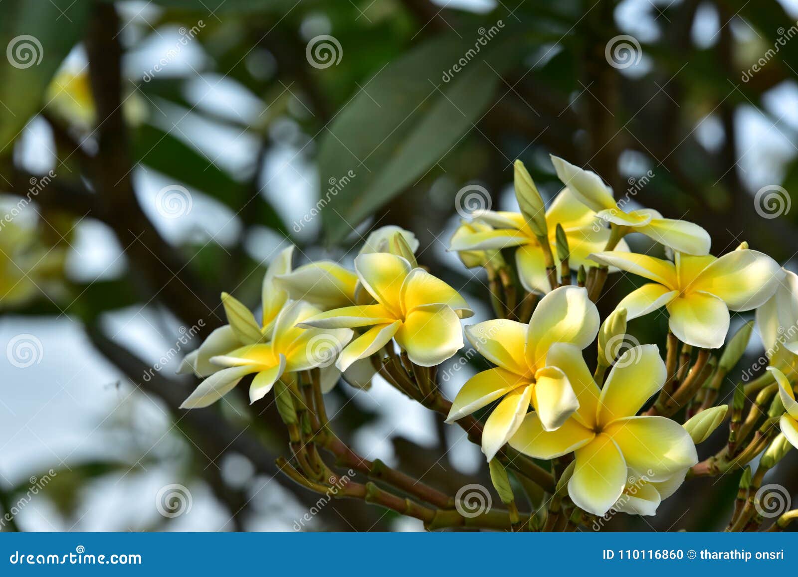 Vit Blomma Eller Gul Blomma Arkivfoto - Bild av ört, gräs: 110116860