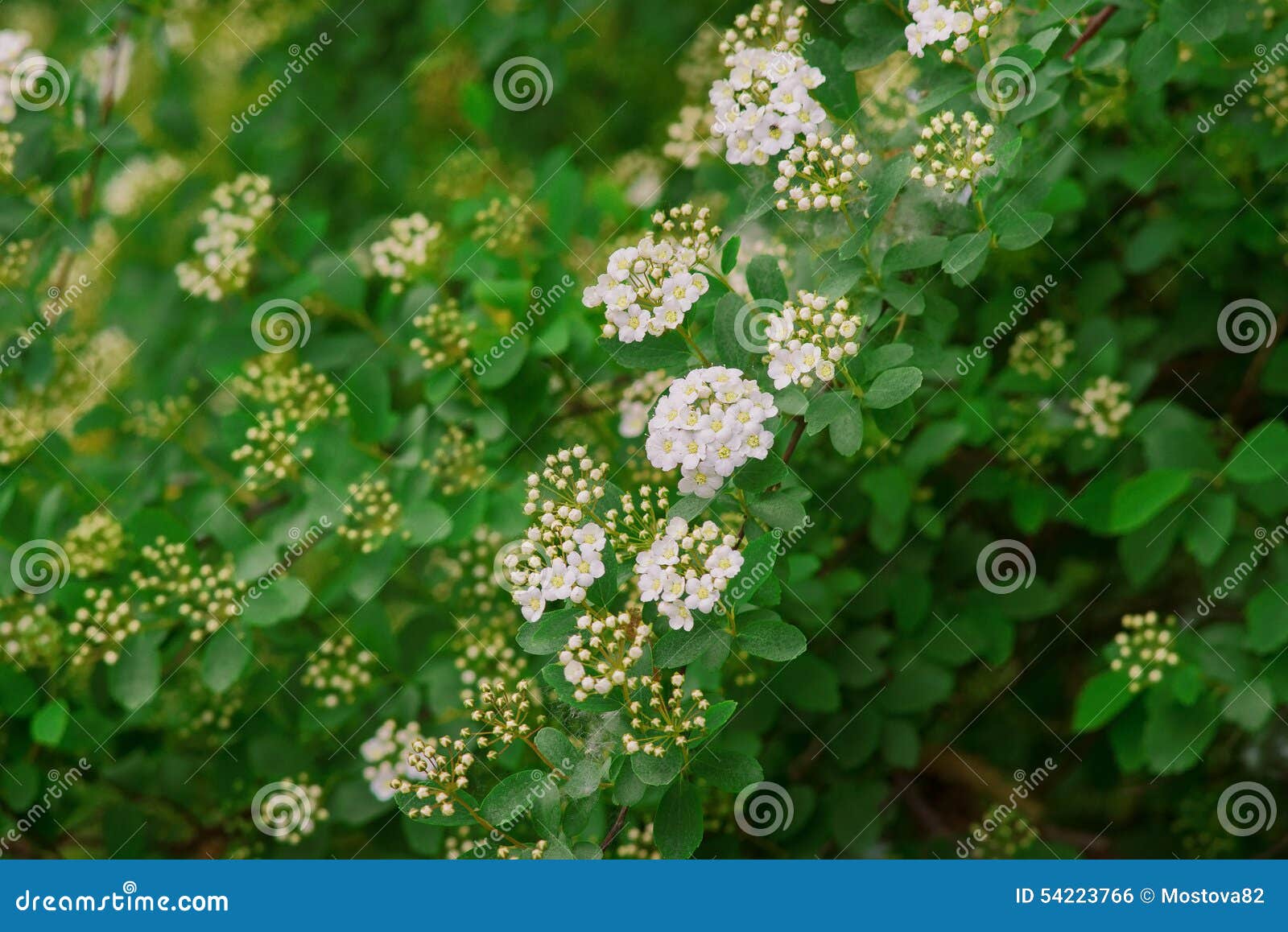Vit buske arkivfoto. Bild av fjäder, blomma, blommor - 54223766