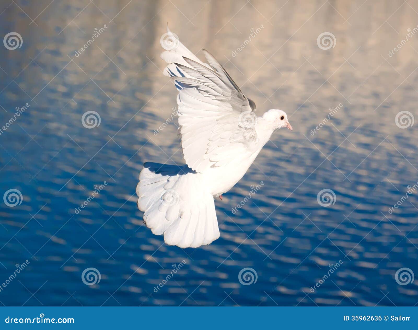 Vit duva arkivfoto. Bild av flyg, duva, renhet, fluga - 35962636