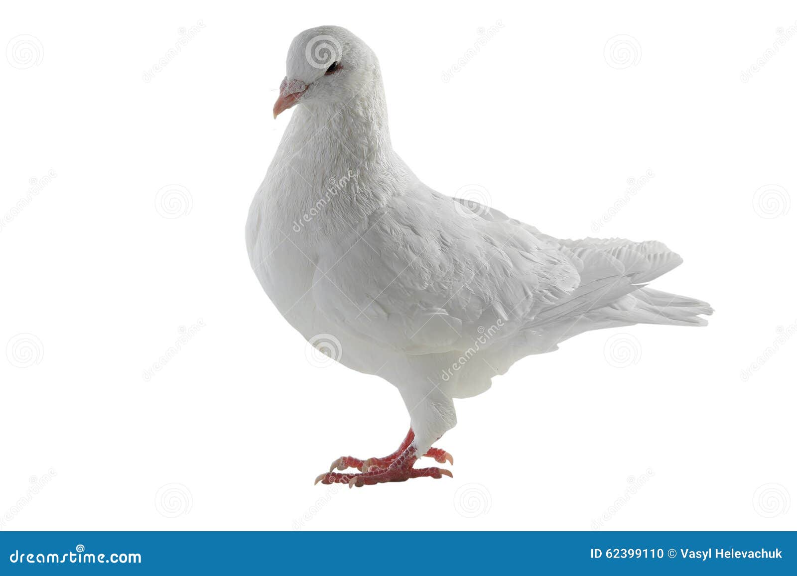 Vit duva arkivfoto. Bild av fluga, helgedom, hoppas, flyg - 62399110