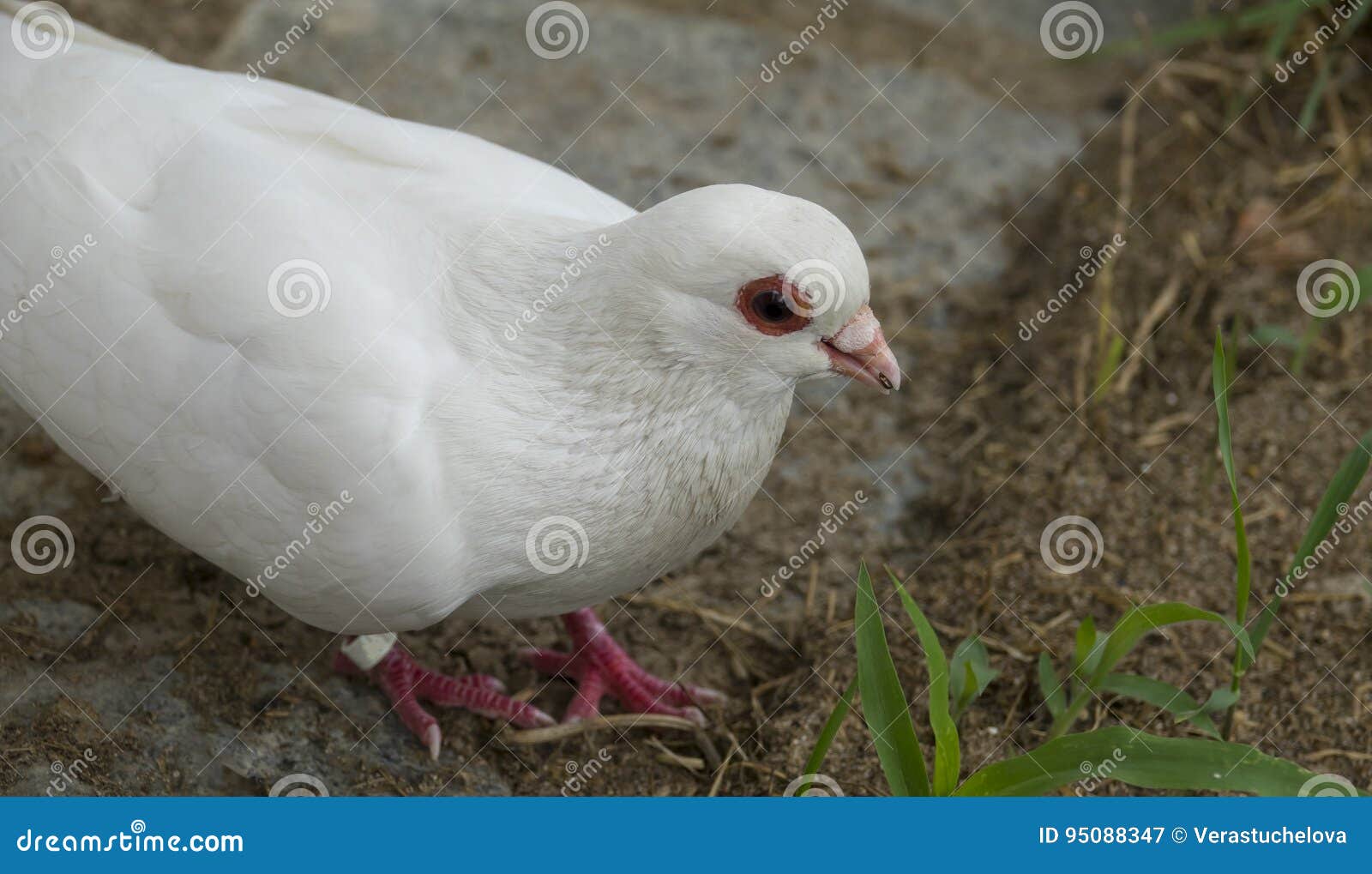 Vit duva fotografering för bildbyråer. Bild av trevligt - 95088347