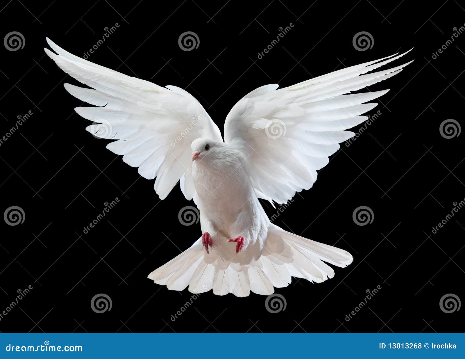 Vit Duva I Flyg Royaltyfria Foton - Bild: 13013268