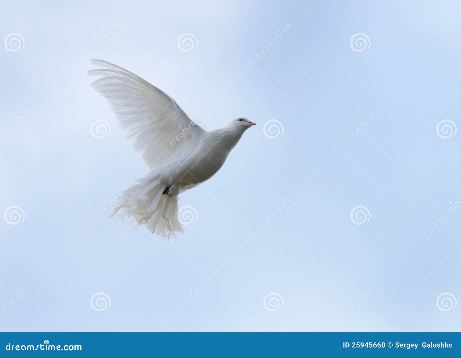 Vit Duva I Flyg materielbilder - royalty för nedladdning 1,706 frigör foto