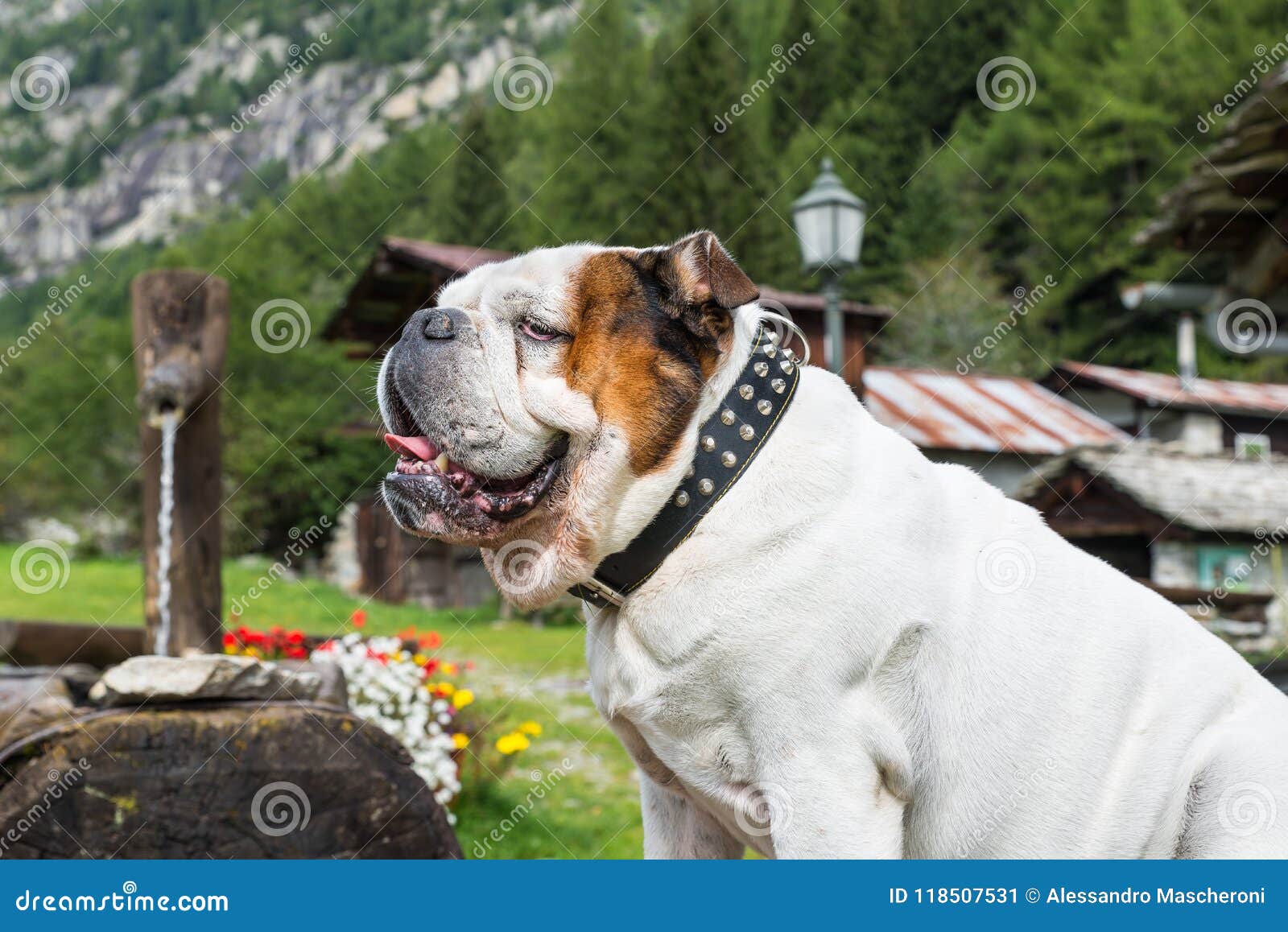 Vit Engelsk Bulldogg I Berg Fotografering för Bildbyråer - Bild av ...