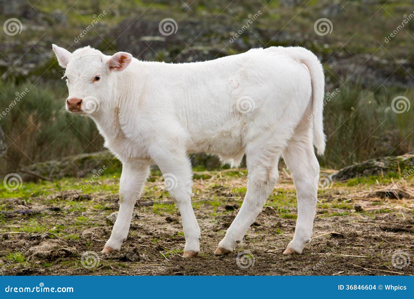 Vit kalv arkivfoto. Bild av beta, tuggning, bebis, natur - 36846604