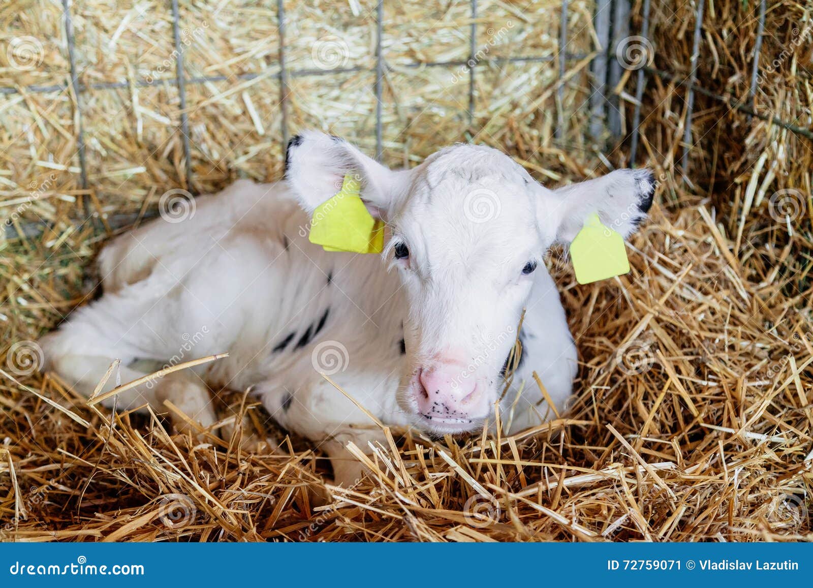 Vit kalv i en bur fotografering för bildbyråer. Bild av barn - 72759071