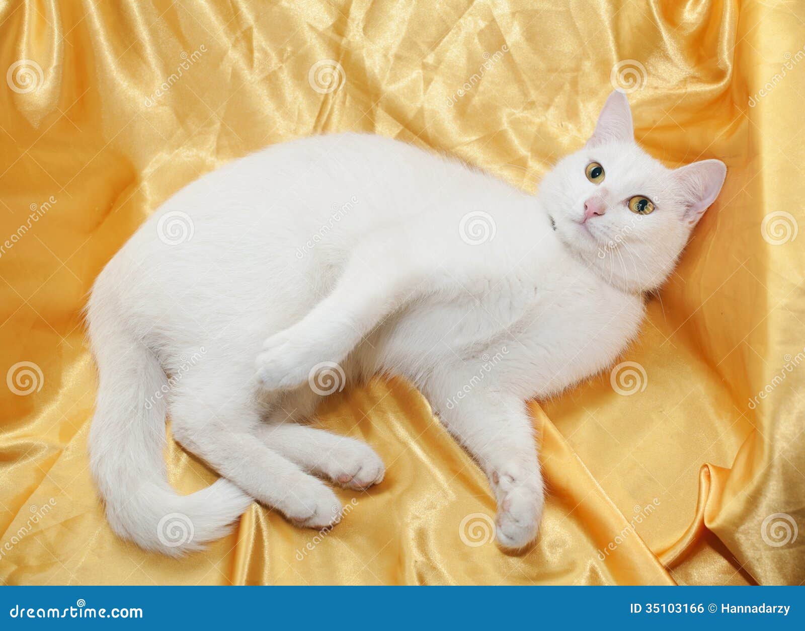 Vit Katt Med Gula ögon Royaltyfri Bild - Bild: 35103166