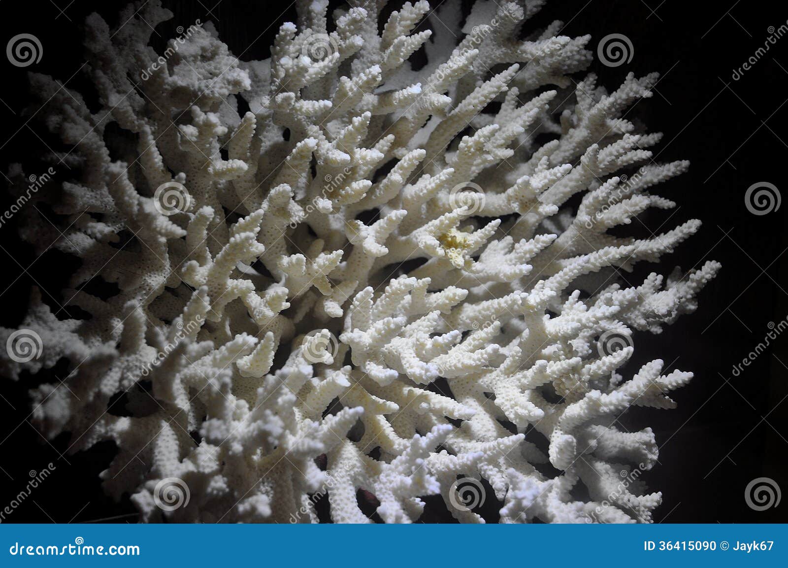 Vit korall arkivfoto. Bild av biologisk, naturligt, indien - 36415090