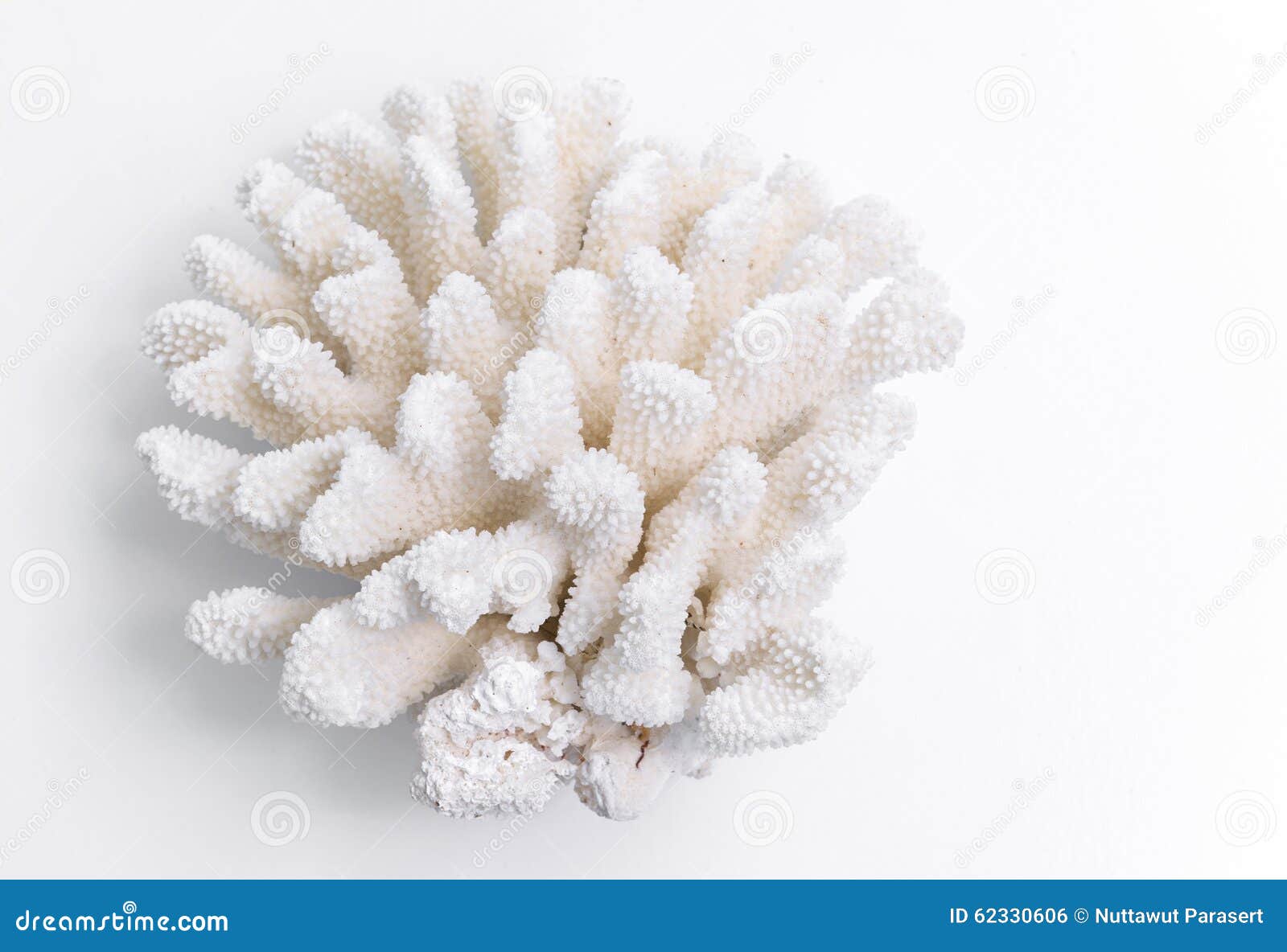Vit korall på bakgrund arkivfoto. Bild av korall, fossil - 62330606
