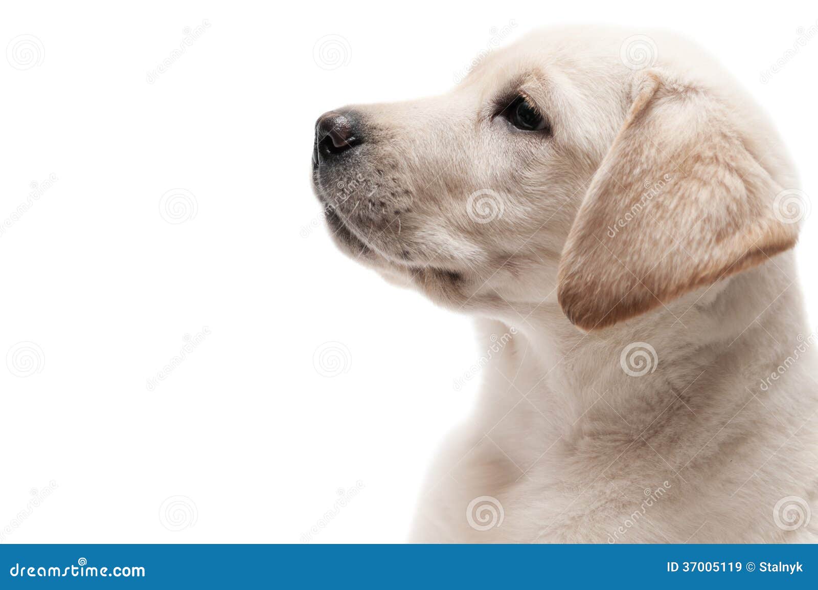 Vit Labrador Retriever Valp Fotografering för Bildbyråer - Bild av sött ...