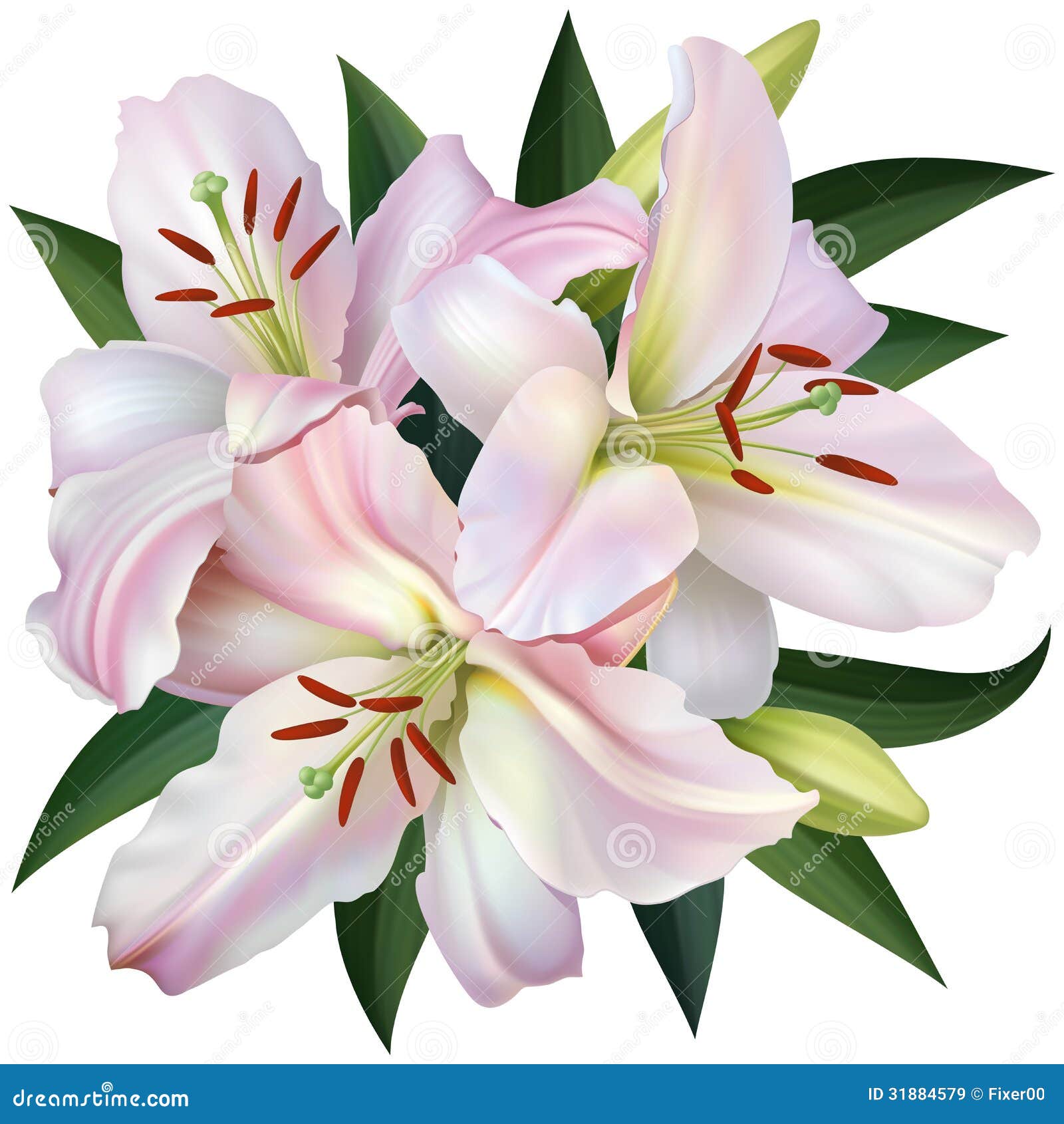 Vit lilja vektor illustrationer. Illustration av lilja - 31884579