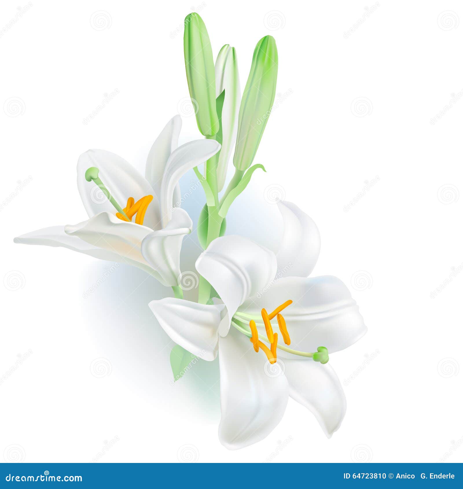 Vit Lilja - Candidum Lilium Vektor Illustrationer - Illustration av ...