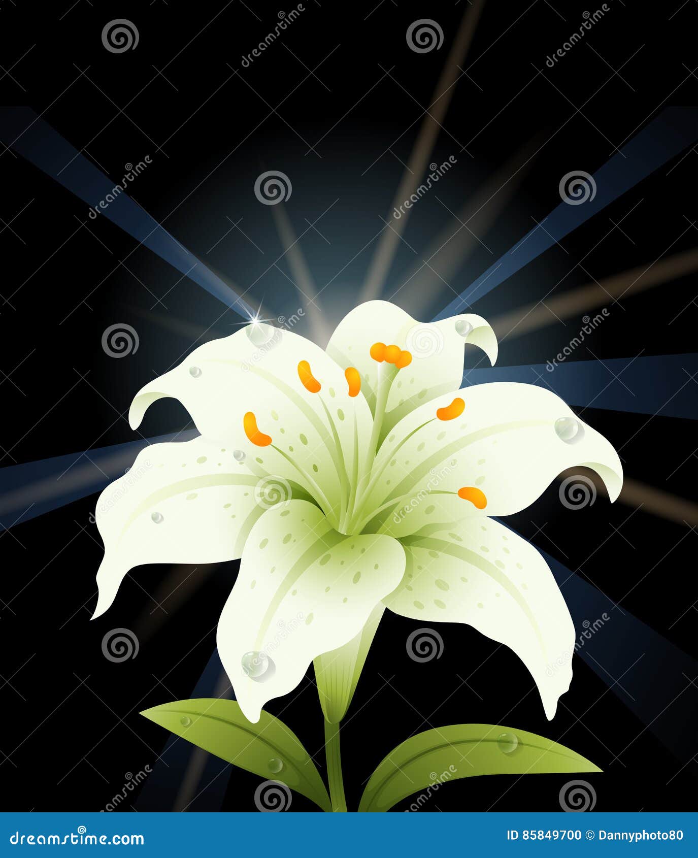 Vit Lilja Med Svart Bakgrund Vektor Illustrationer - Illustration av ...