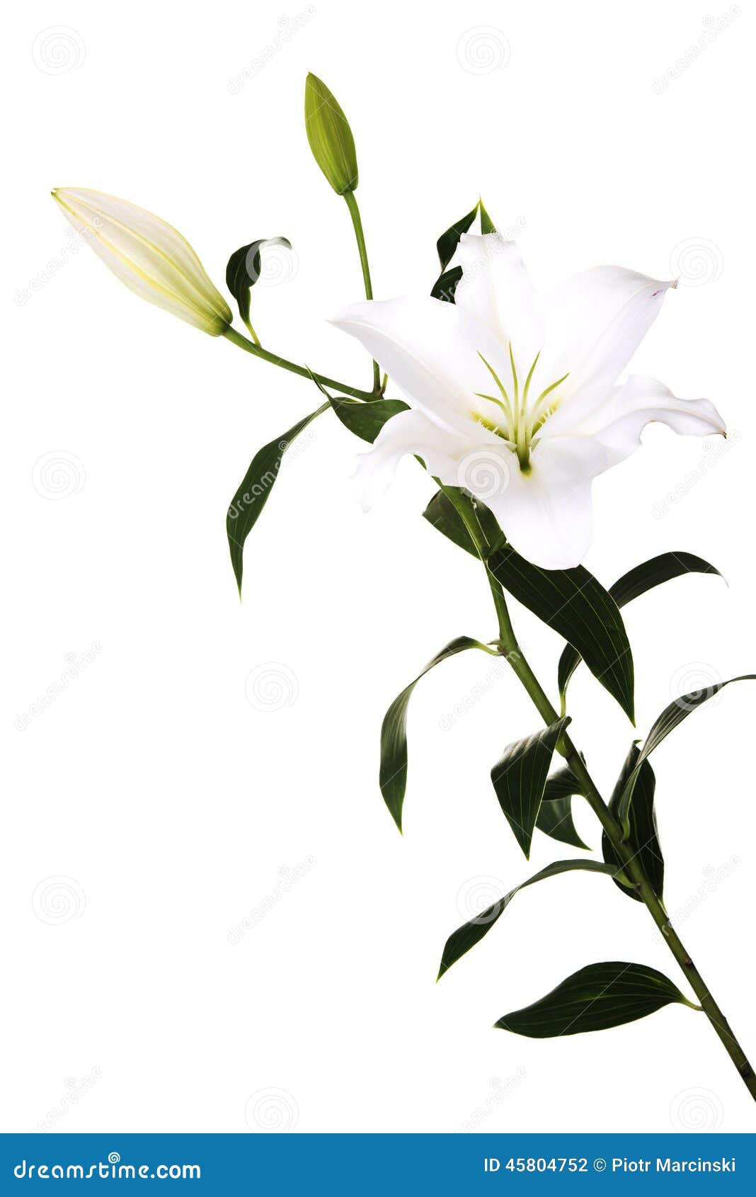 Vit lilja och en knopp arkivfoto. Bild av grön, bräckligt - 45804752
