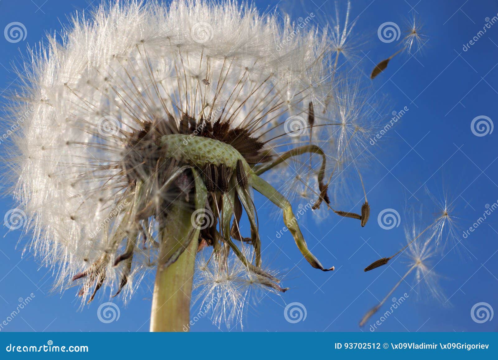 Vit maskros i himlen arkivfoto. Bild av skönhet, äng - 93702512