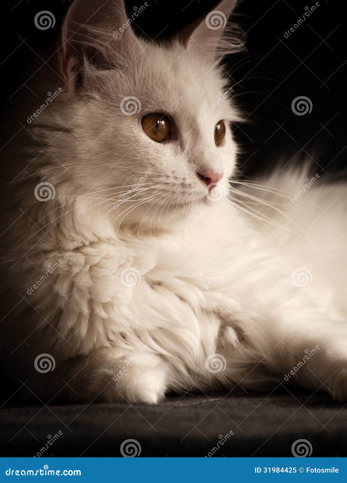 Vit persisk katt fotografering för bildbyråer. Bild av inomhus - 31984425