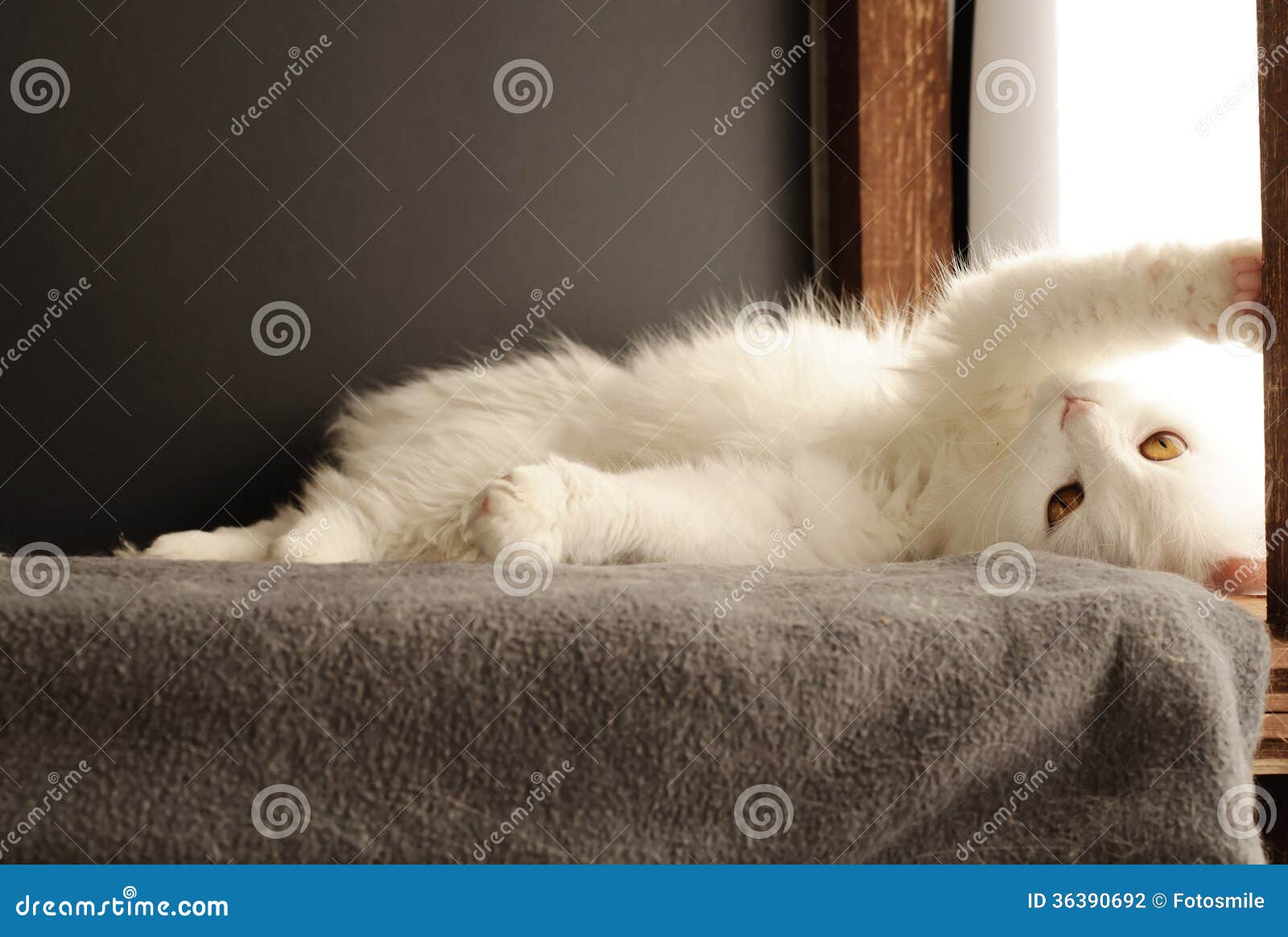 Vit persisk katt arkivfoto. Bild av renrasig, perser - 36390692