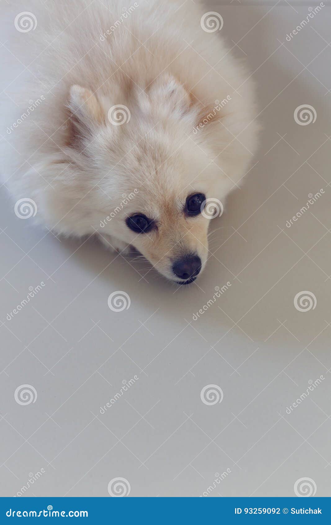 Vit pomeranian gullig hund arkivfoto. Bild av vovve, leka - 93259092