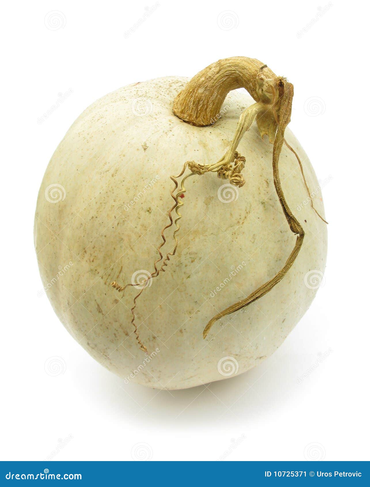 Vit pumpa fotografering för bildbyråer. Bild av isolerat - 10725371