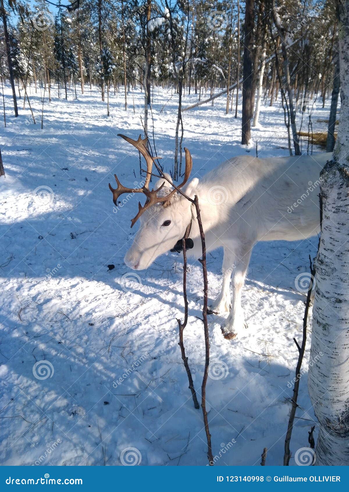 Vit ren arkivfoto. Bild av vänta, lappland, vitt - 123140998