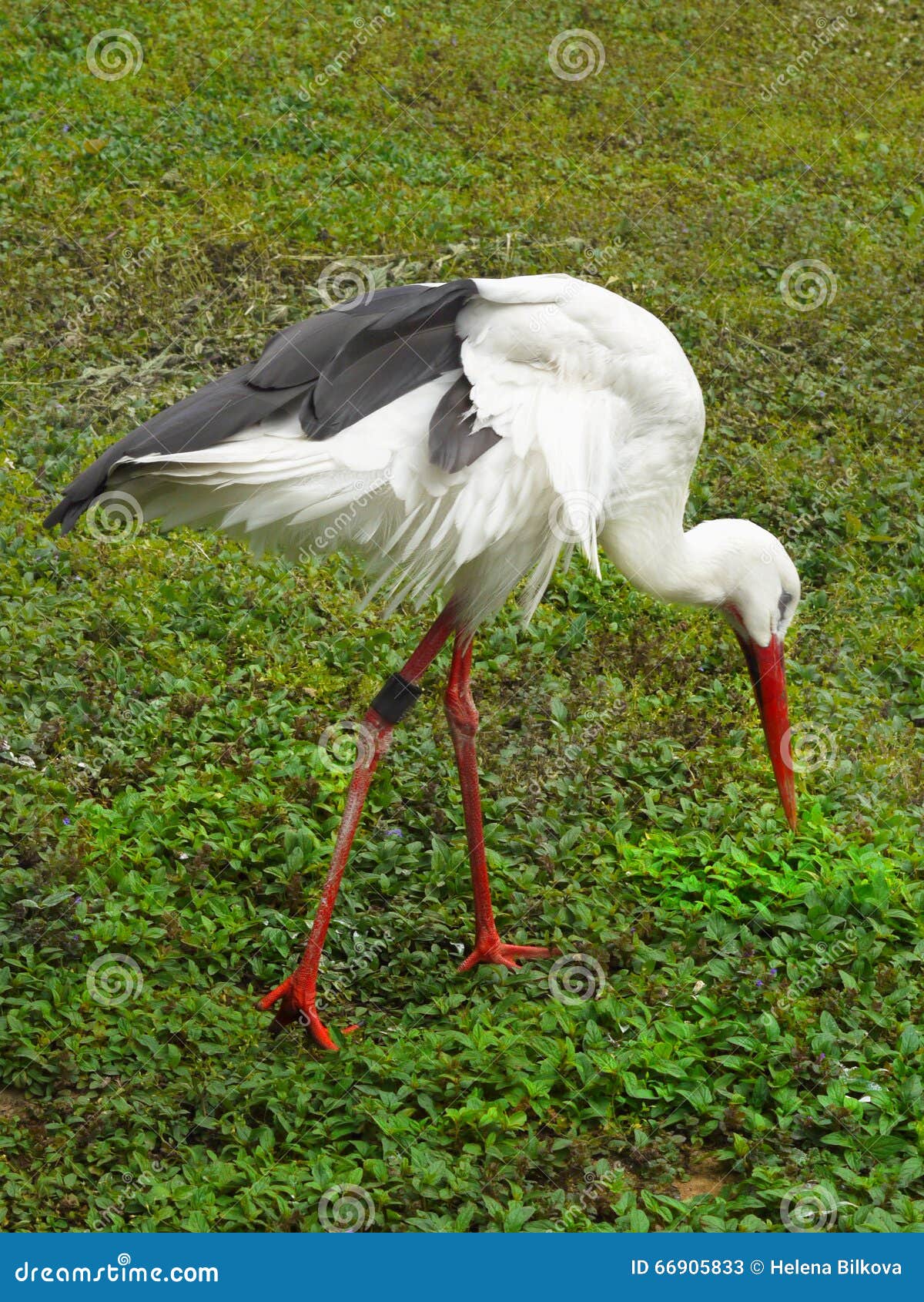 Vit stork fotografering för bildbyråer. Bild av vild - 66905833
