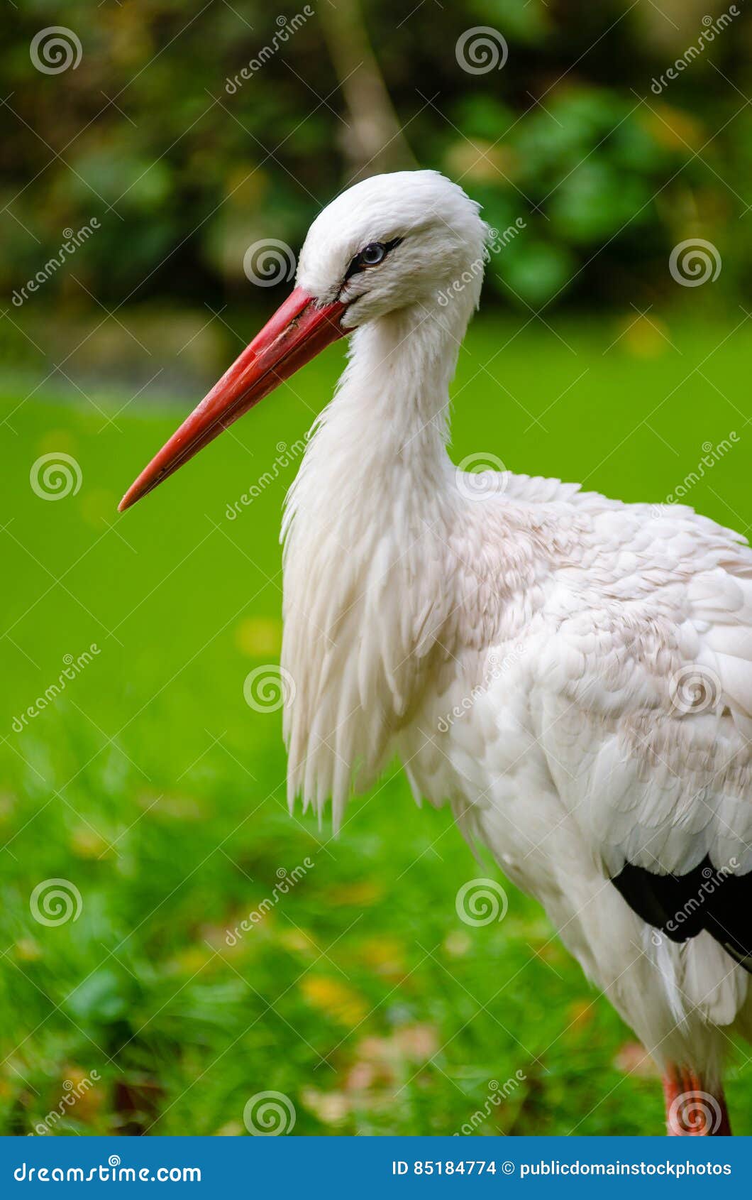 Vit Stork Bild. Bild: 85184774