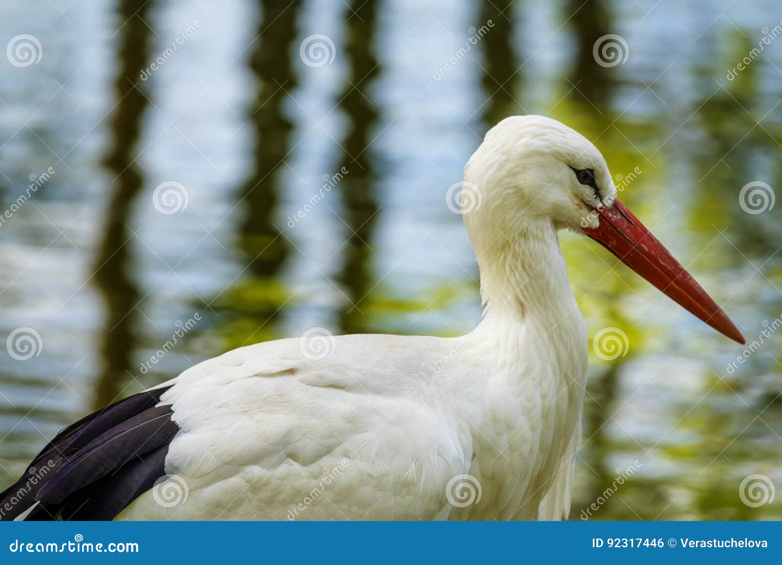 Vit stork arkivfoto. Bild av vatten, gräs, stänga, svart - 92317446