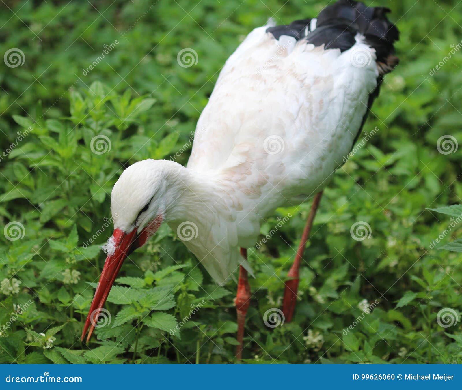 Vit stork arkivfoto. Bild av äng, grön, svart, konst - 99626060