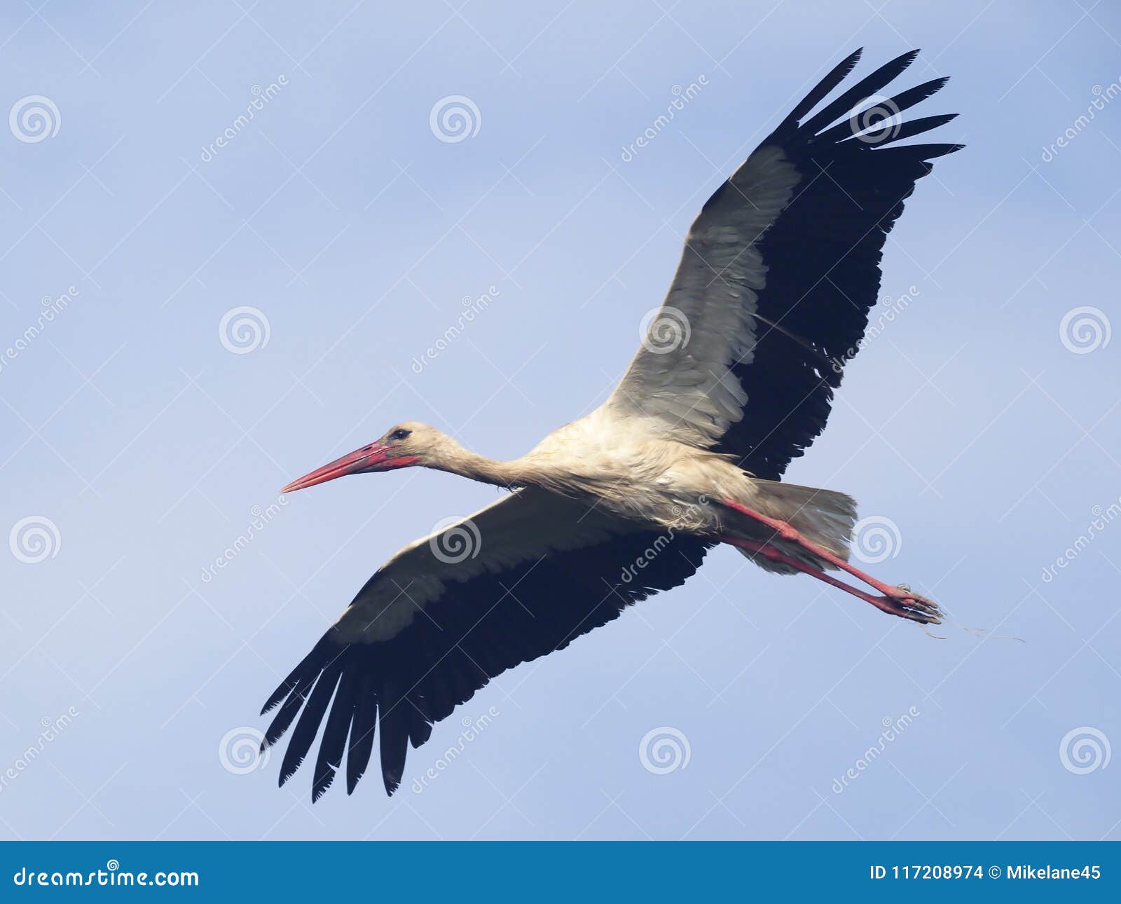 Vit stork, Ciconiaciconia arkivfoto. Bild av djurliv - 117208974