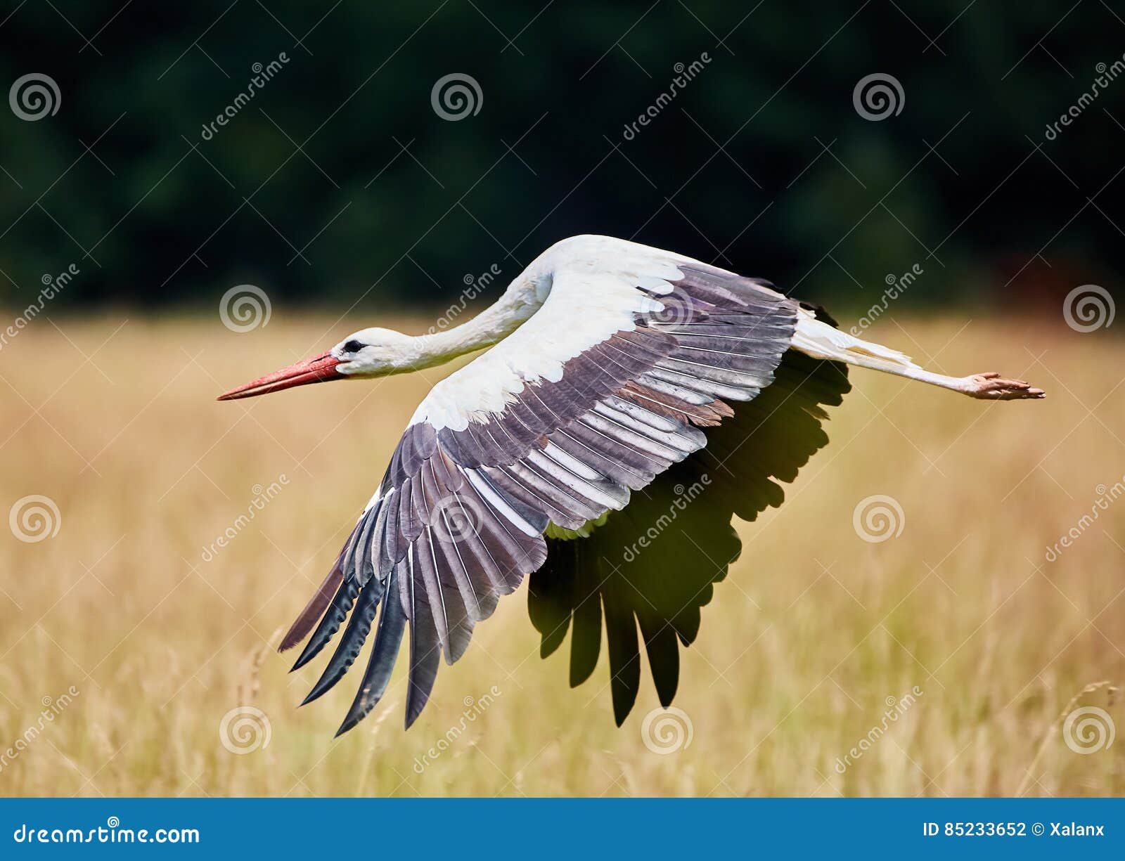 Vit stork som tar av arkivfoto. Bild av fjädrande, flyg - 85233652