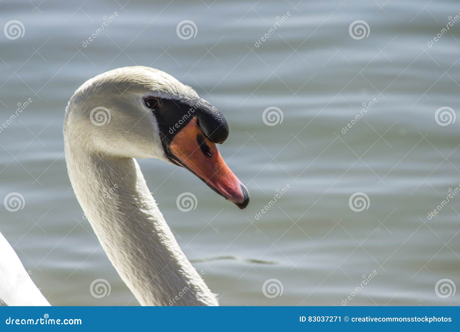Vit Swan Bild. Bild: 83037271