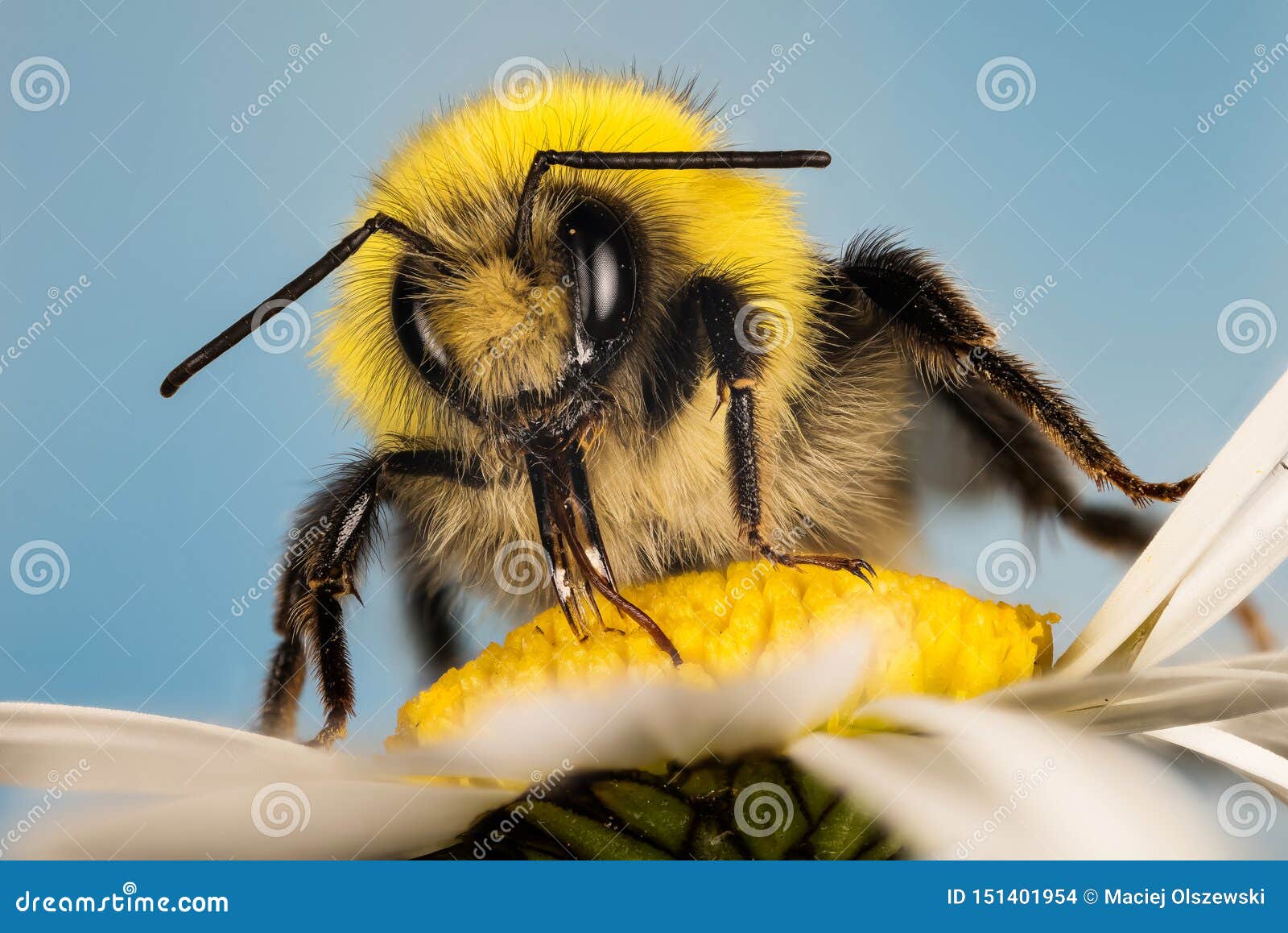 Vit-tailed Humla, Vit Tailed Humla, Humla, Bombuslucorum - Man ...