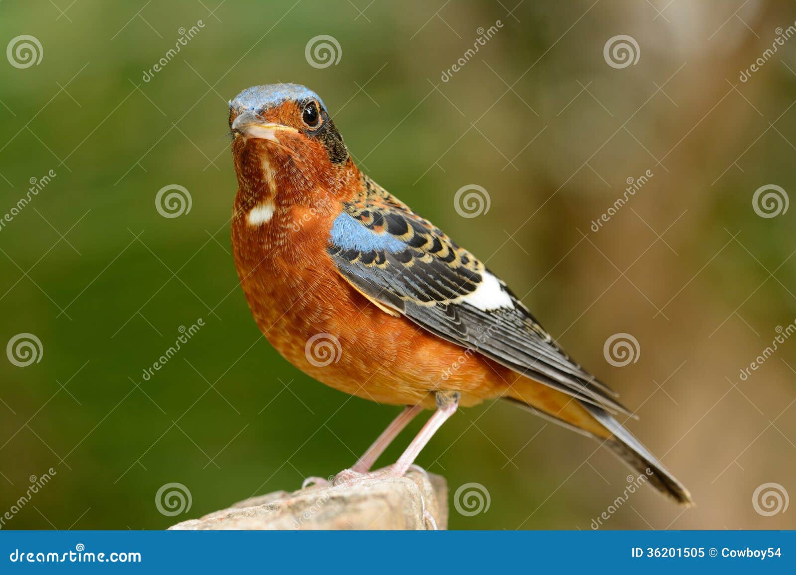 Vit-throated vagga-trast fotografering för bildbyråer. Bild av trast ...