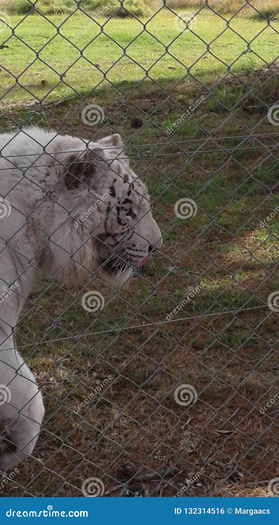 Vit tiger arkivfoto. Bild av reserv, vild, siberisk - 132314516