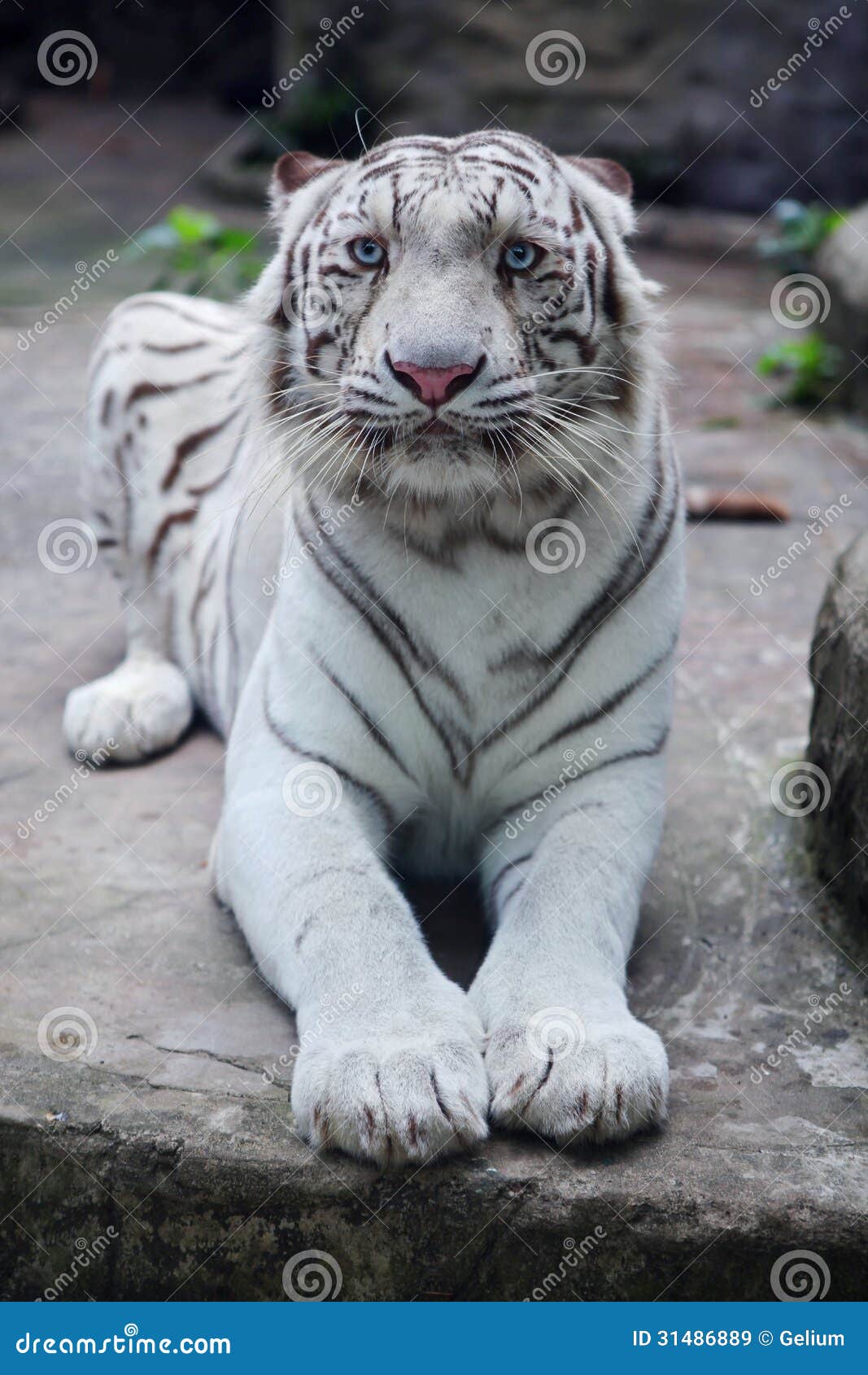 Vit tiger fotografering för bildbyråer. Bild av tiger - 31486889