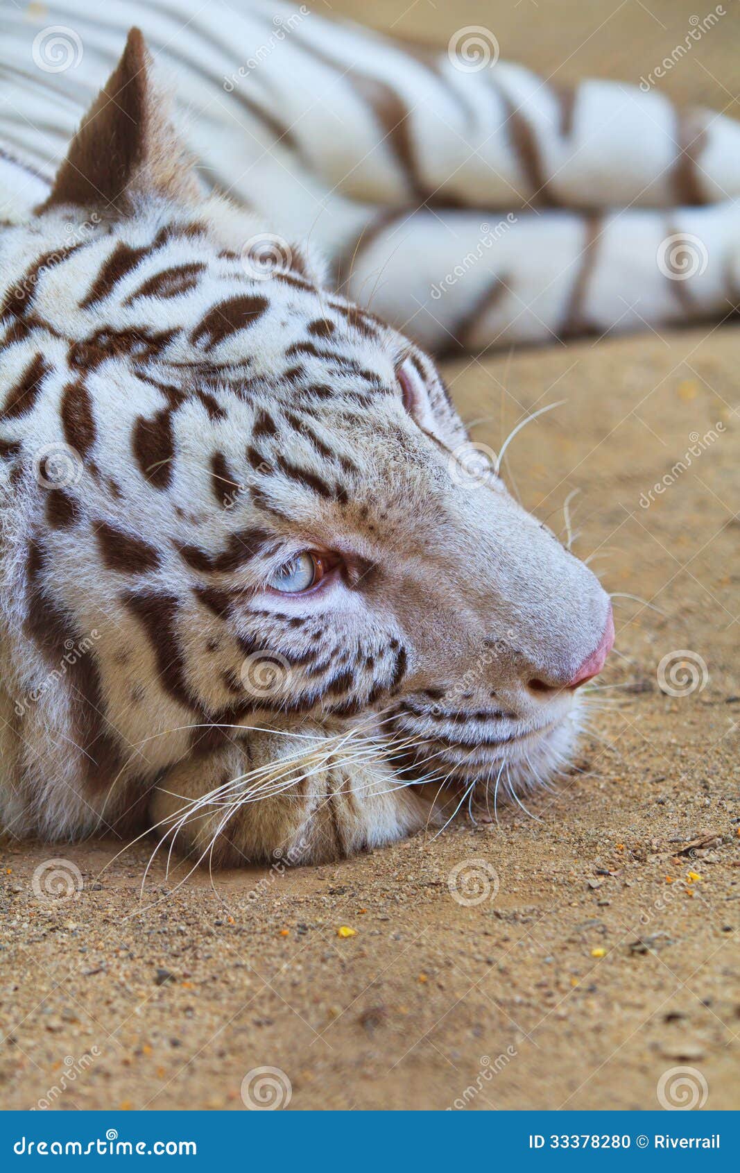 Vit tiger arkivfoto. Bild av djungel, fritt, bifokal - 33378280