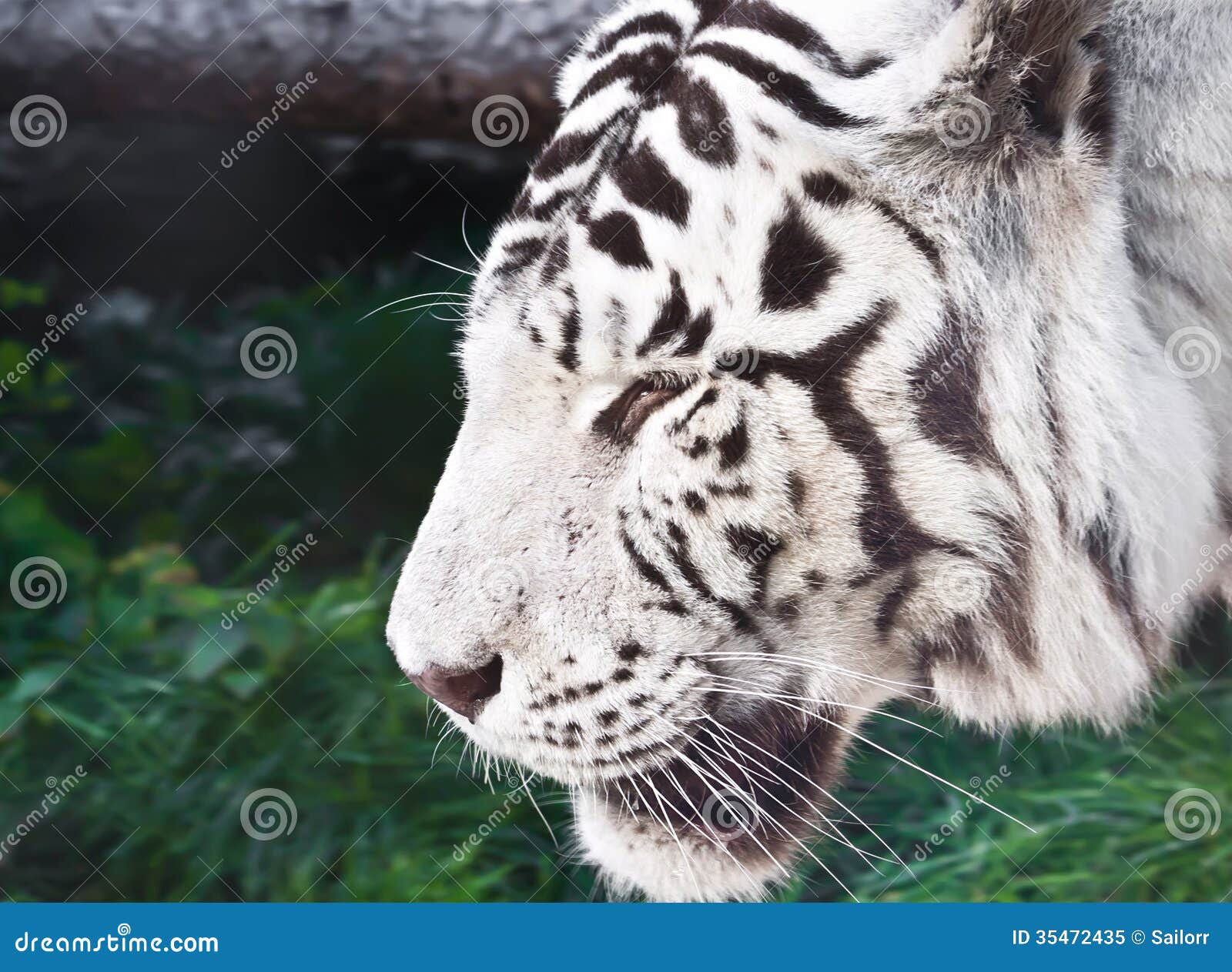 Vit tiger fotografering för bildbyråer. Bild av tiger - 35472435