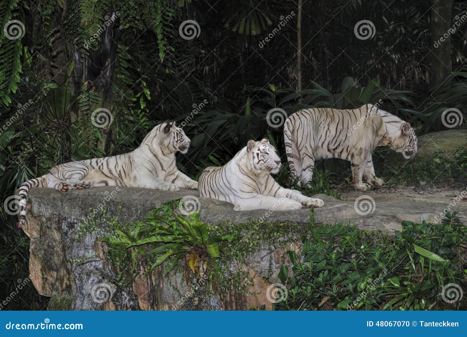 Vit tiger arkivfoto. Bild av natur, attractor, köttätare - 48067070