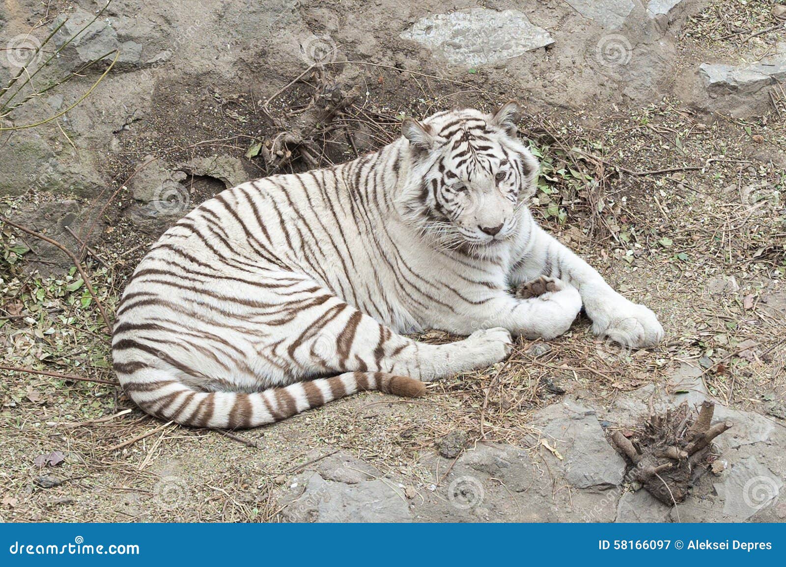 Vit tiger fotografering för bildbyråer. Bild av djurliv - 58166097