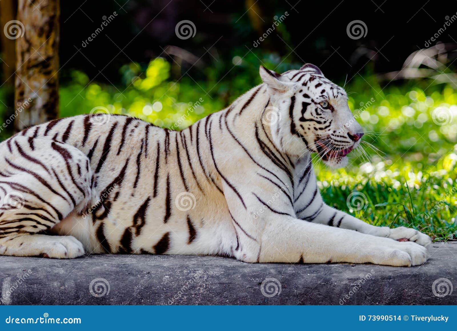 Vit tiger arkivfoto. Bild av askfat, biologi, indier - 73990514