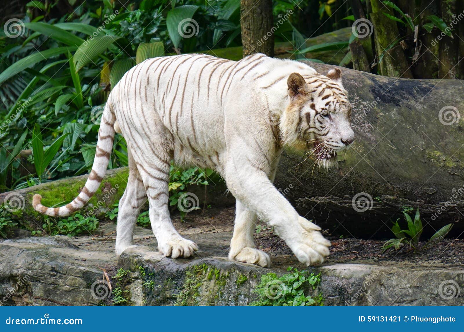 Vit Tiger I Den Singapore Zooen Fotografering för Bildbyråer - Bild av ...