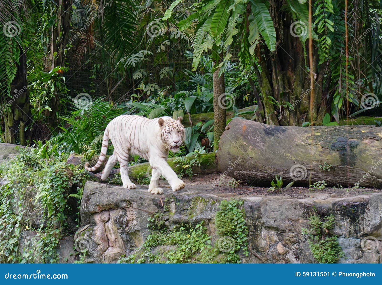 Vit Tiger I Den Singapore Zooen Fotografering för Bildbyråer - Bild av ...