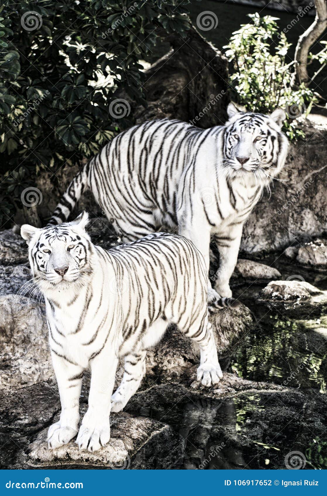 Vit Tiger I En Zoo Av Spanien Arkivfoto - Bild av köttätare, parkera ...