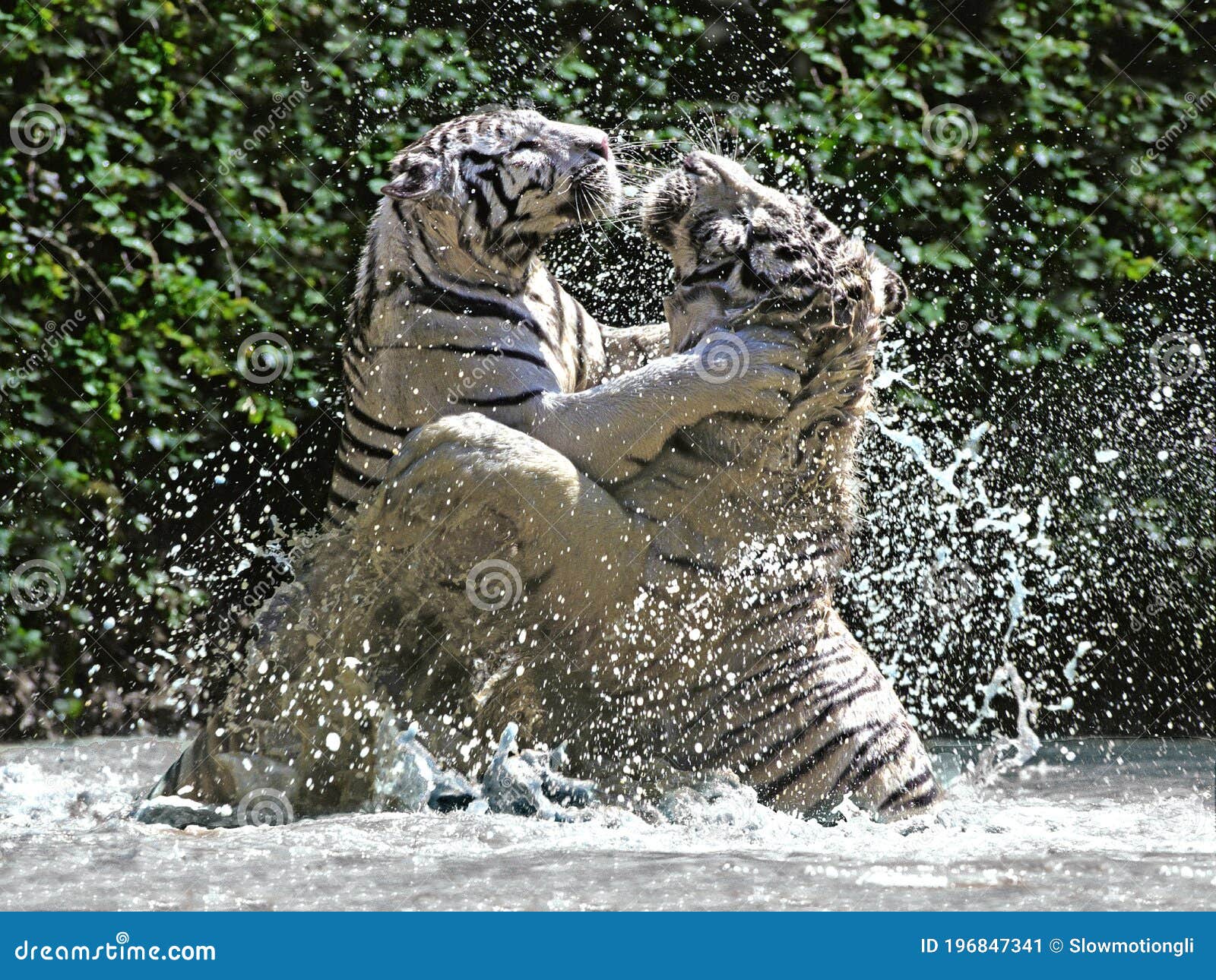 Vit Tiger, Panthera Tigris, Kamp I Vatten Fotografering för Bildbyråer ...