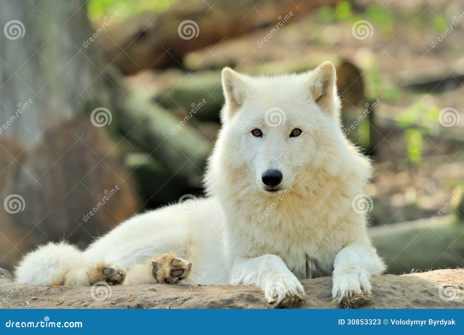 Vit varg fotografering för bildbyråer. Bild av skönhet - 30853323